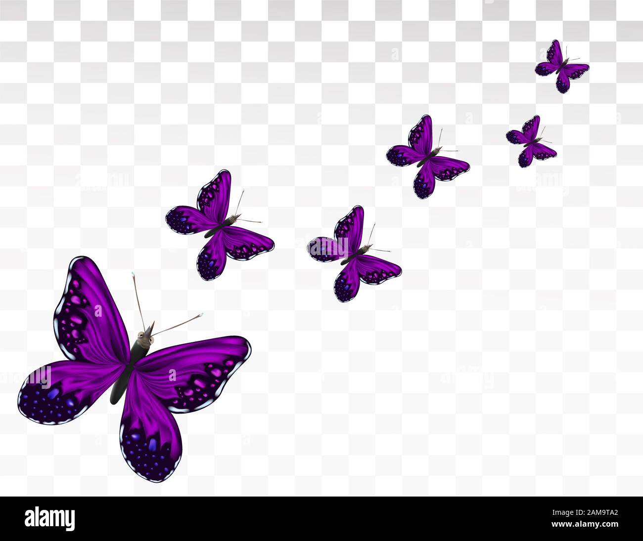 Violette belles papillons volants isolés sur fond transparent ...