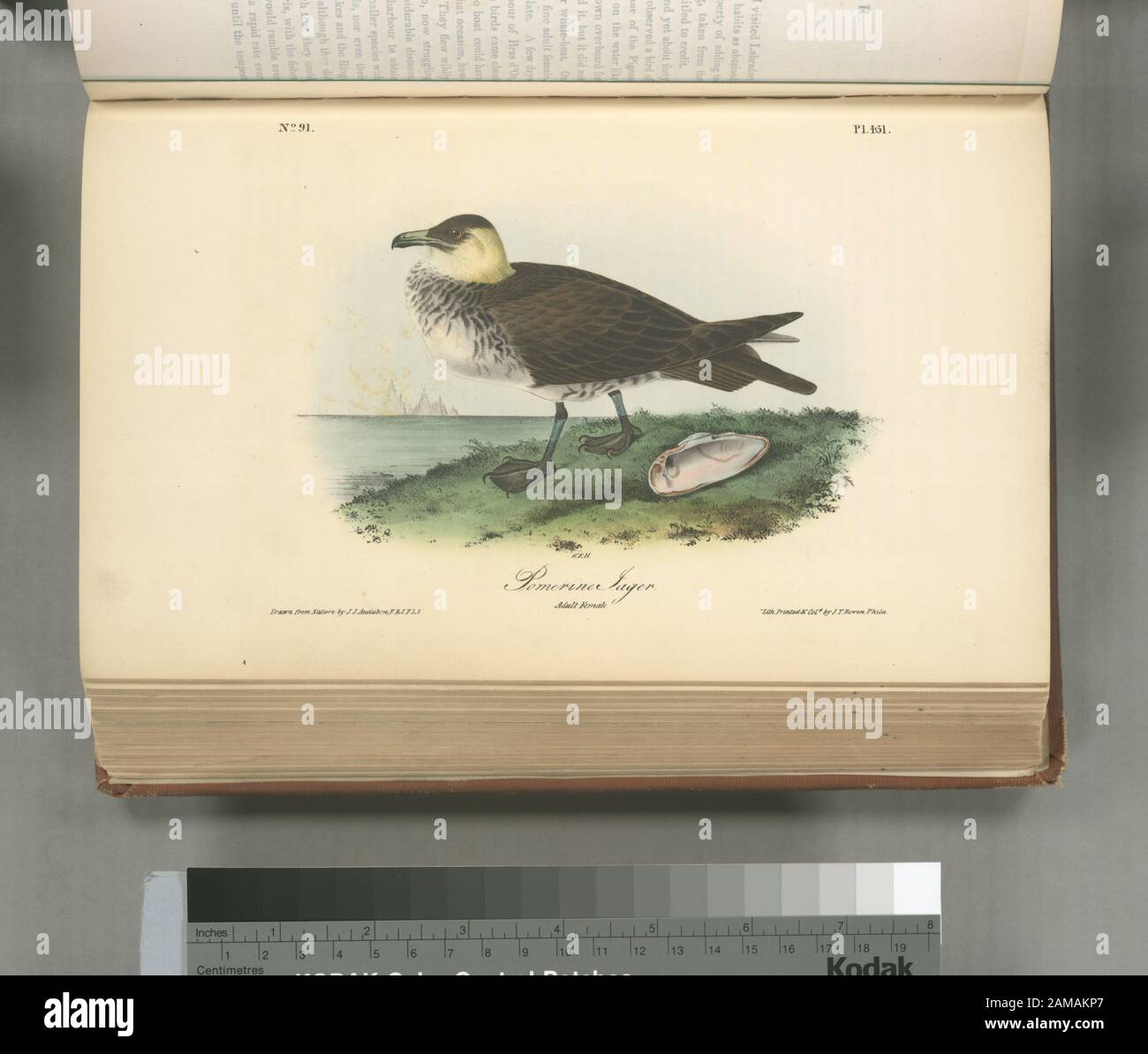 Lestris pomarinus Banque de photographies et d’images à haute ...