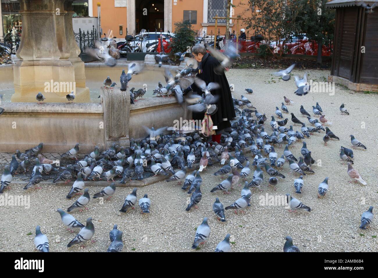 The old lady and the pigeons Banque de photographies et d’images à ...