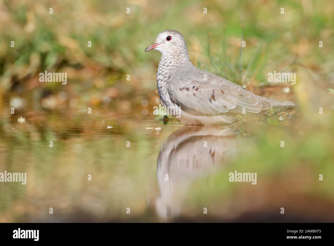Colombe Verte Banque d'image et photos - Alamy