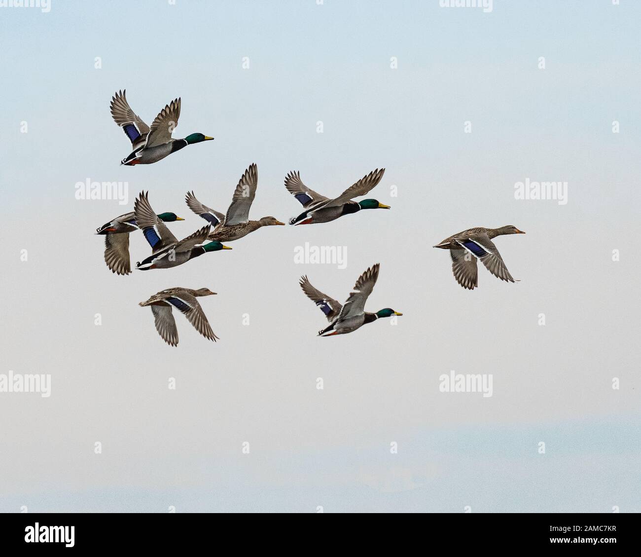 Canards colvert en vol Banque de photographies et d’images à haute ...
