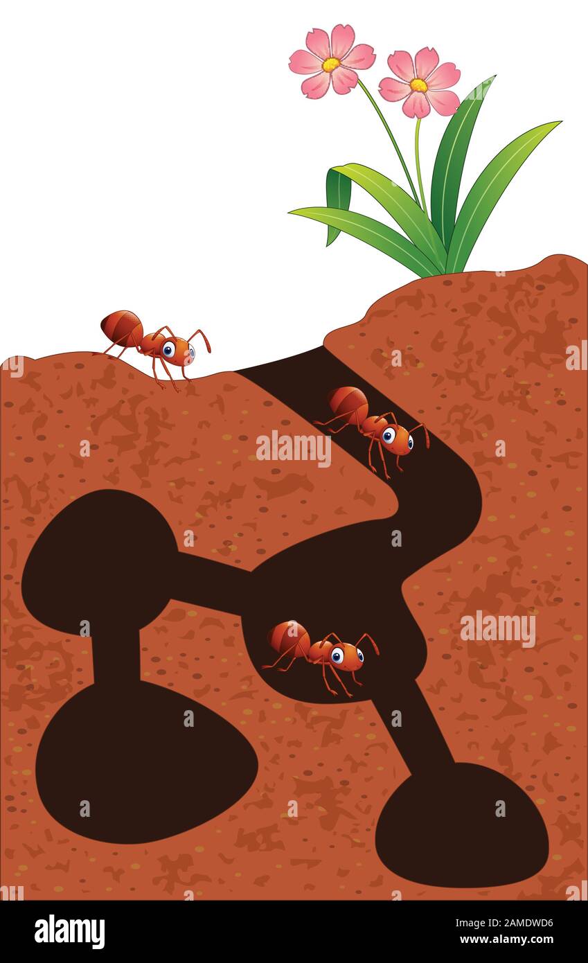 Fourmis maison Banque d'images vectorielles - Alamy