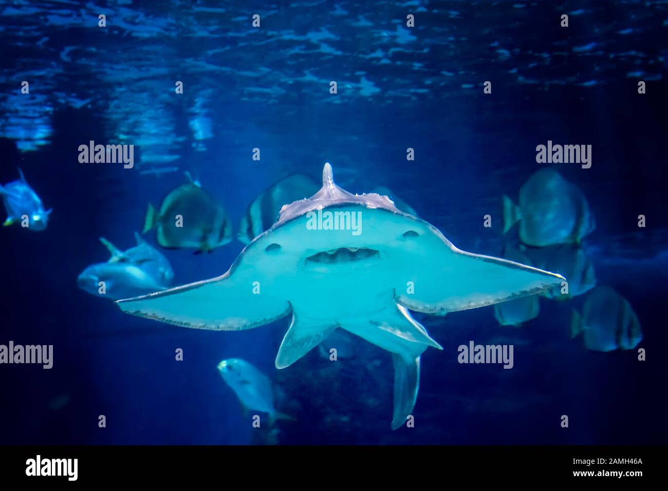 Requin Ange Banque d'image et photos - Alamy