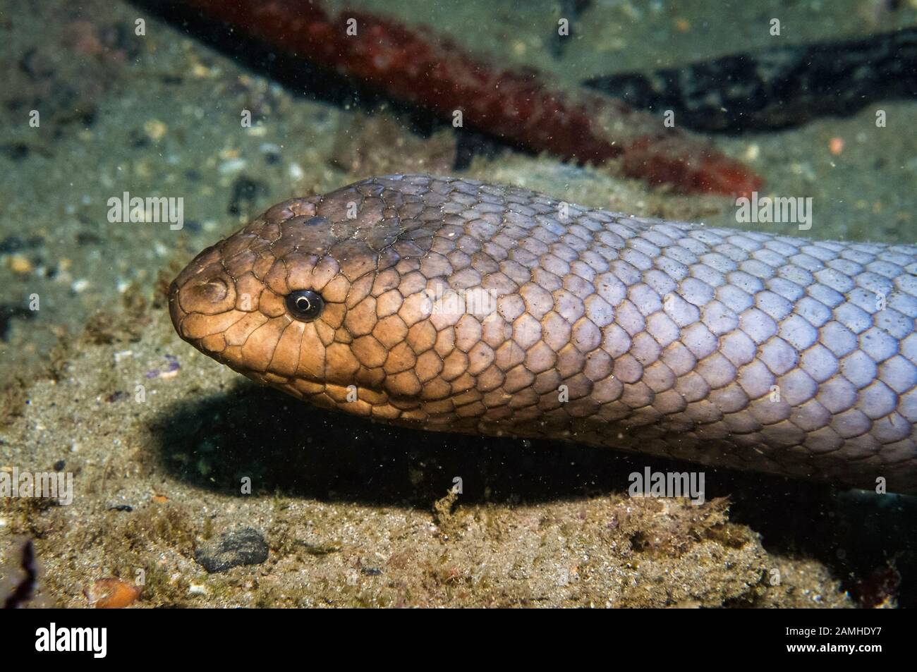 Serpent de mer olive aipysurus laevis Banque de photographies et d ...