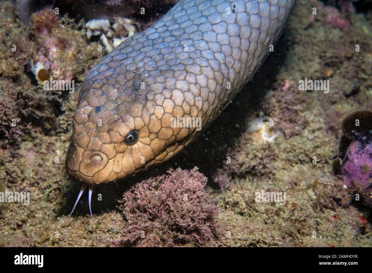 Serpent de mer olive aipysurus laevis Banque de photographies et d ...