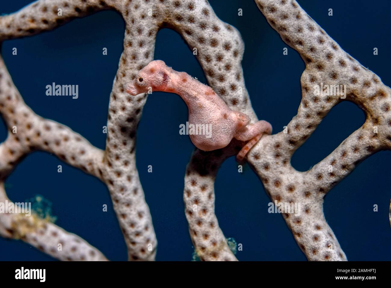 L'hippocampe pygmée de Denise, Hippocampe denise, enceinte masculine ...