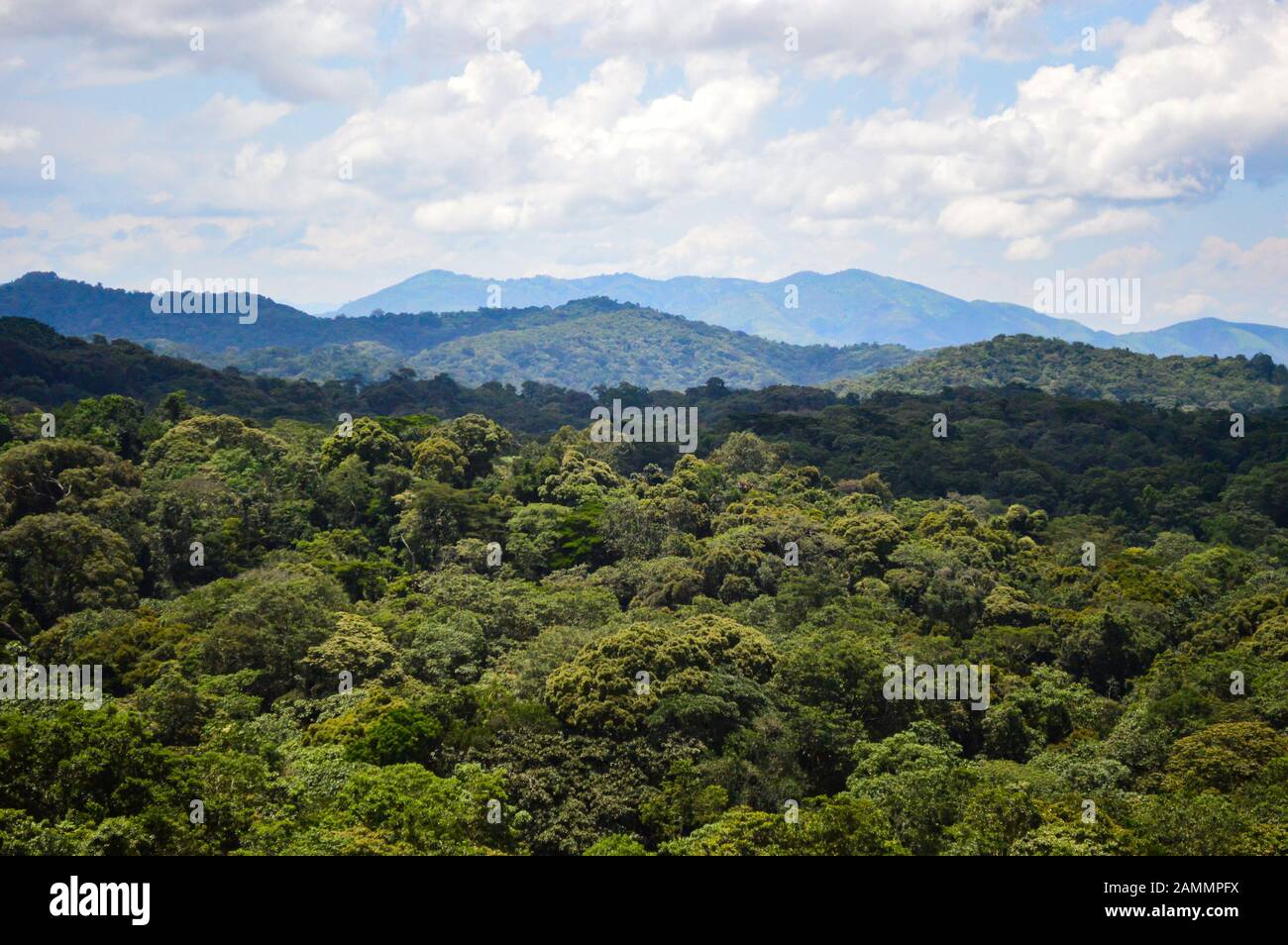 Foret tropicale afrique Banque de photographies et d’images à haute ...