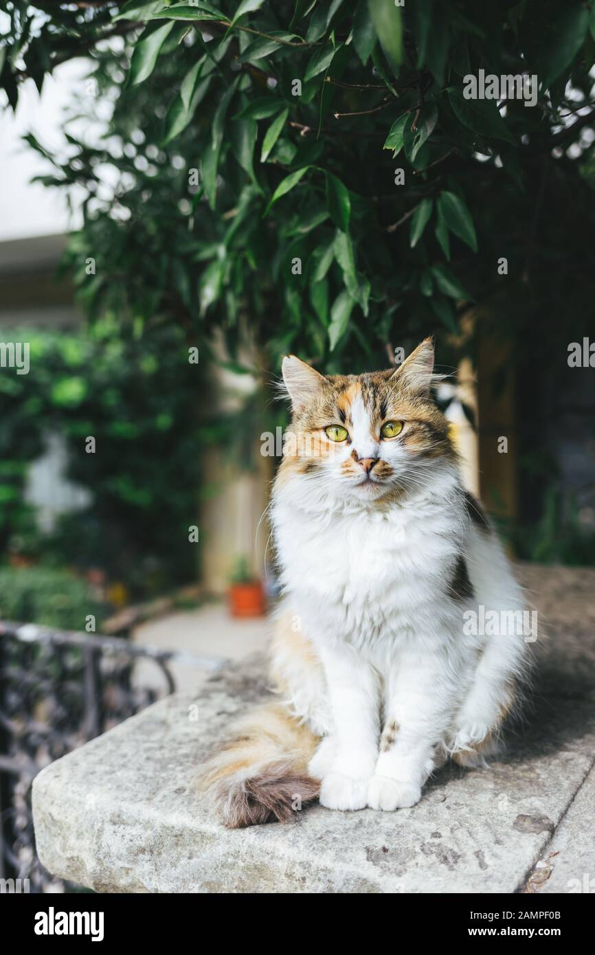 Chat multicolore Banque de photographies et d’images à haute résolution ...
