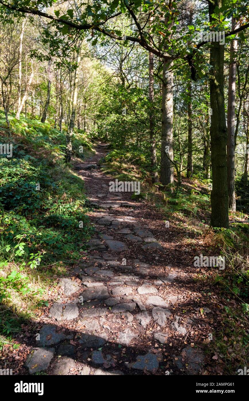 Lumière à travers les arbres Banque de photographies et d’images à ...