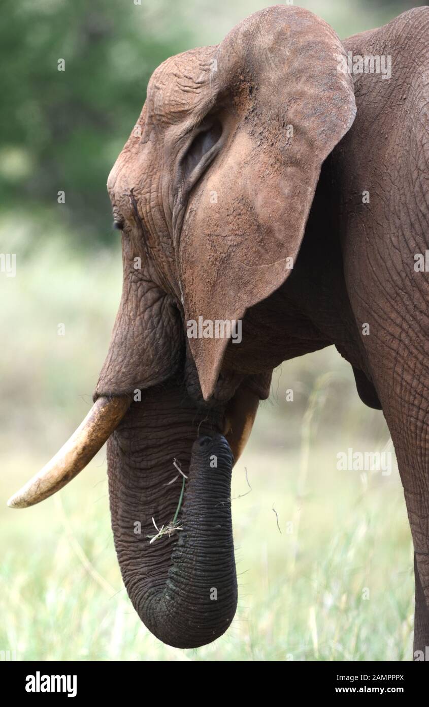 Le tronc dans la bouche Banque de photographies et d’images à haute ...