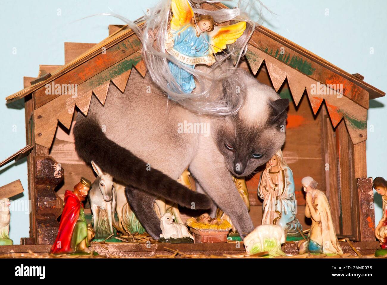 Chat dans la crèche, jeu de nativité, Tonkinese, animal, animal de ...