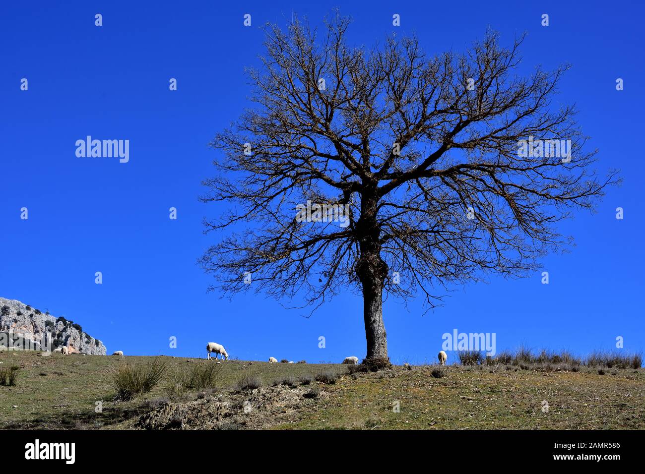 Arbre Sans Feuille Fond Blanc Banque De Photographies Et Dimages à