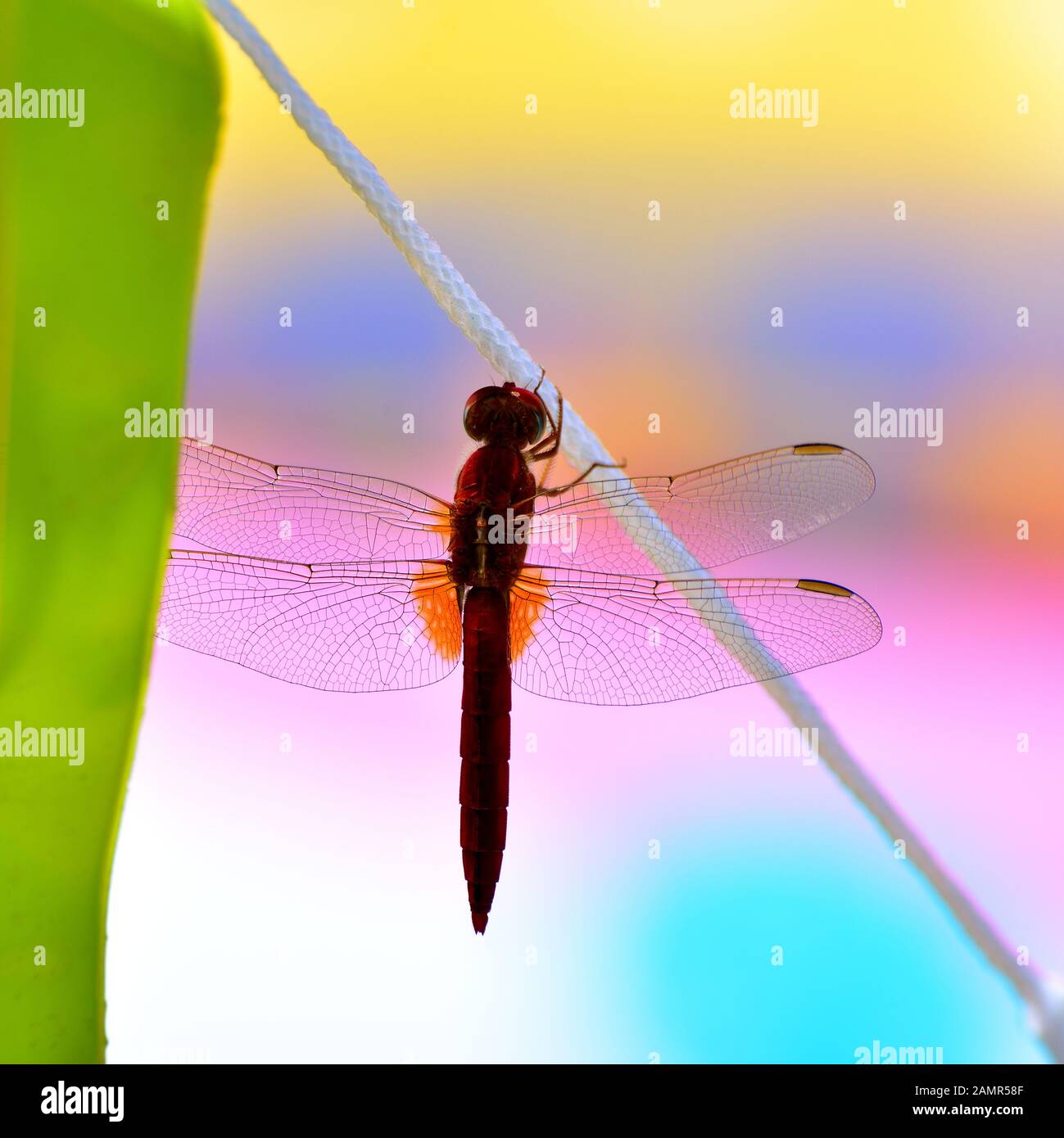 Bachground rouge Banque de photographies et d’images à haute résolution ...