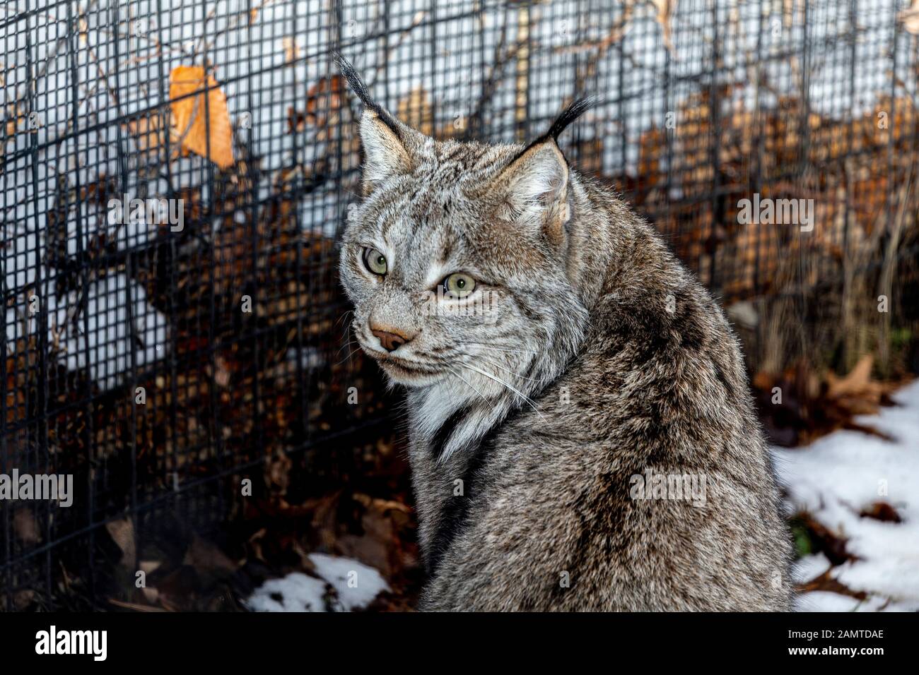 Pattes de lynx du canada Banque de photographies et d’images à haute ...