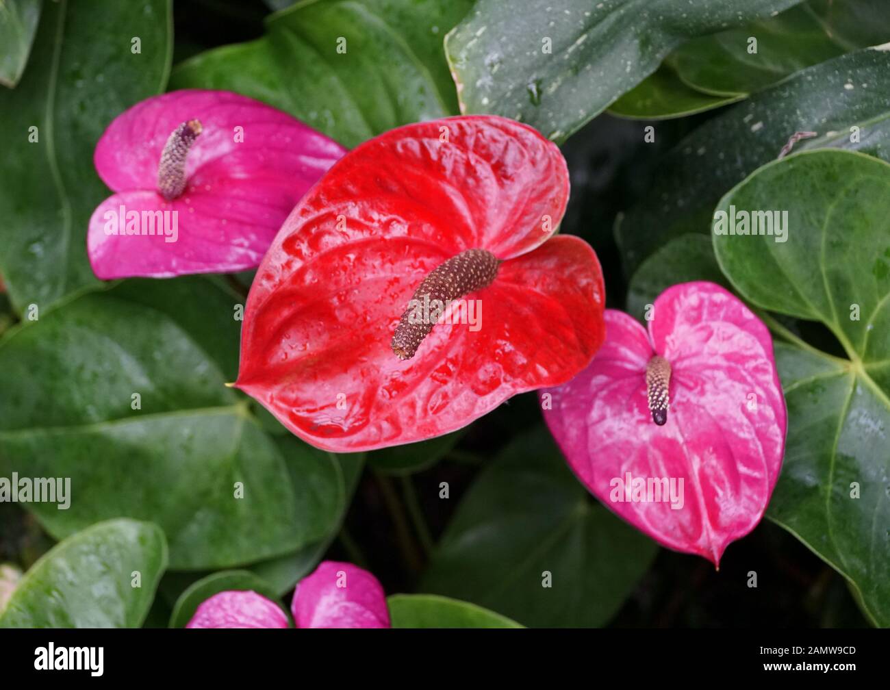 Purple anthurium flower Banque de photographies et d’images à haute ...
