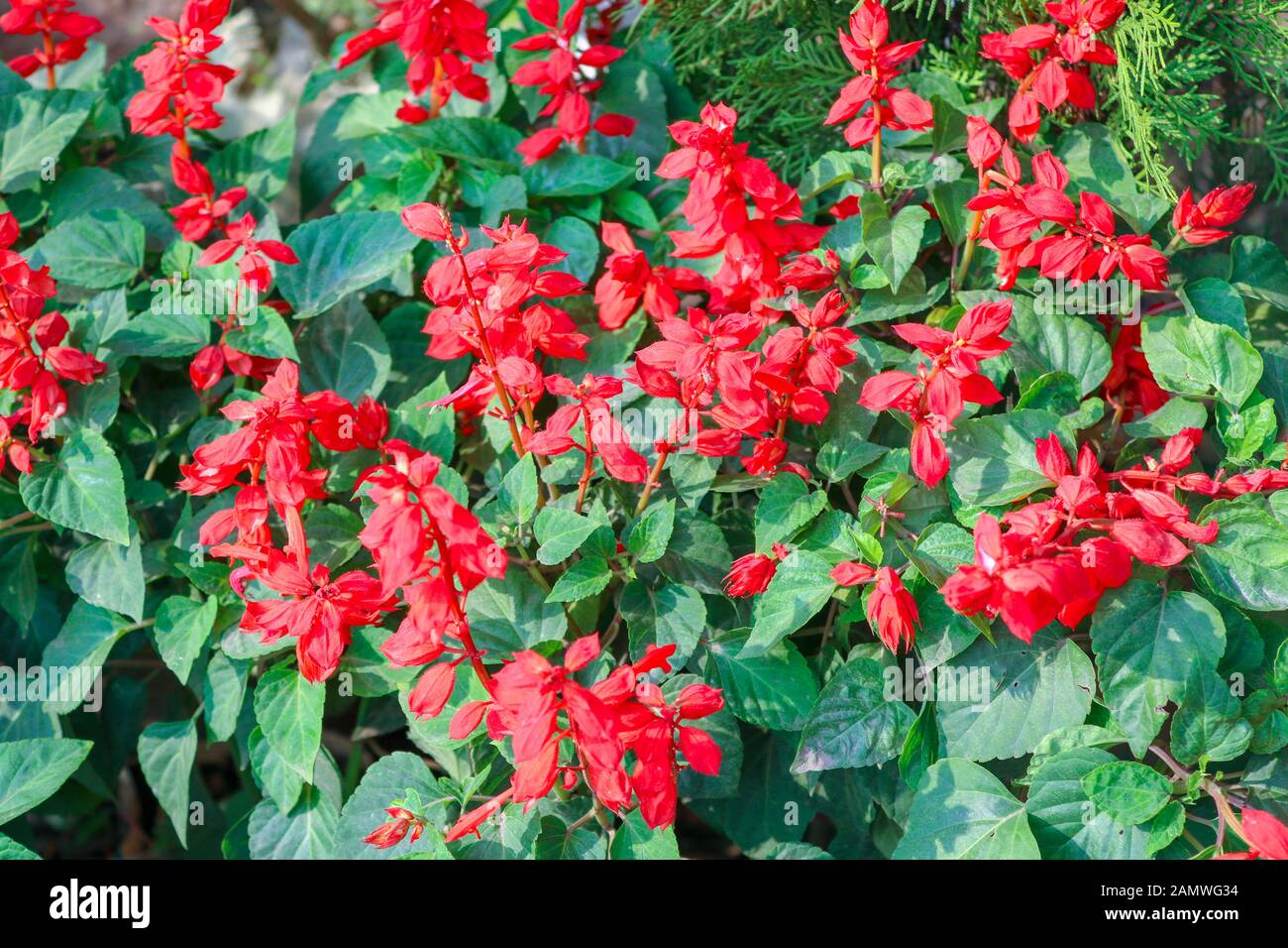 Cultivar rouge cascade Banque de photographies et d’images à haute ...