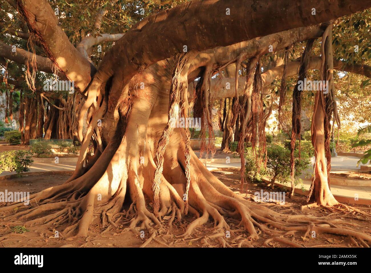 Grandes racines d'un arbre géant Ficus (Ficus macrophylla) à Ortygia, Sicile. Grandi alberi di ...