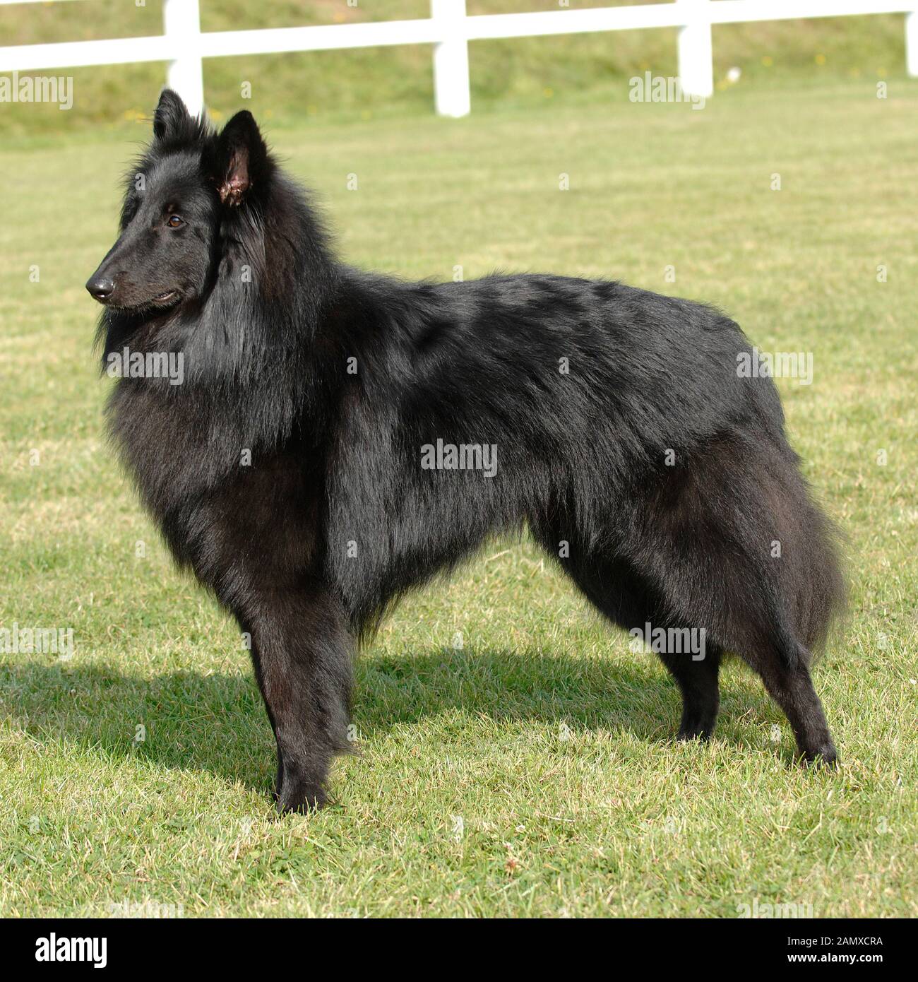Chien de berger belge Banque de photographies et d’images à haute ...
