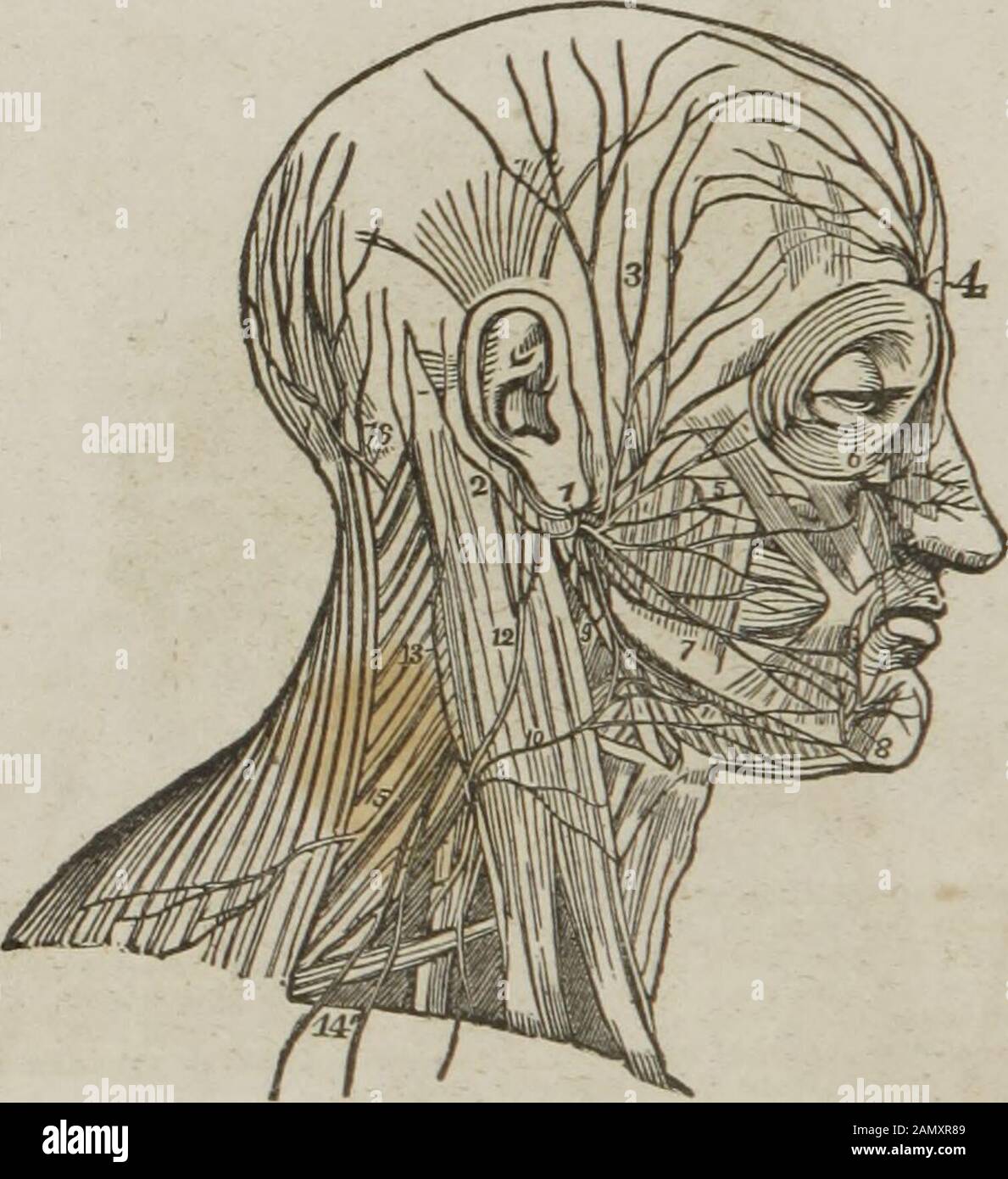 Anatomie et physiologie : conçu pour les académies et les familles . om ...