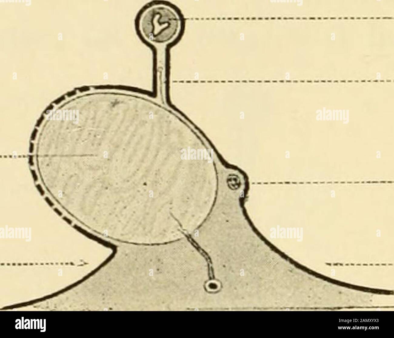 Ligament large de l'utérus Banque de photographies et d’images à haute ...