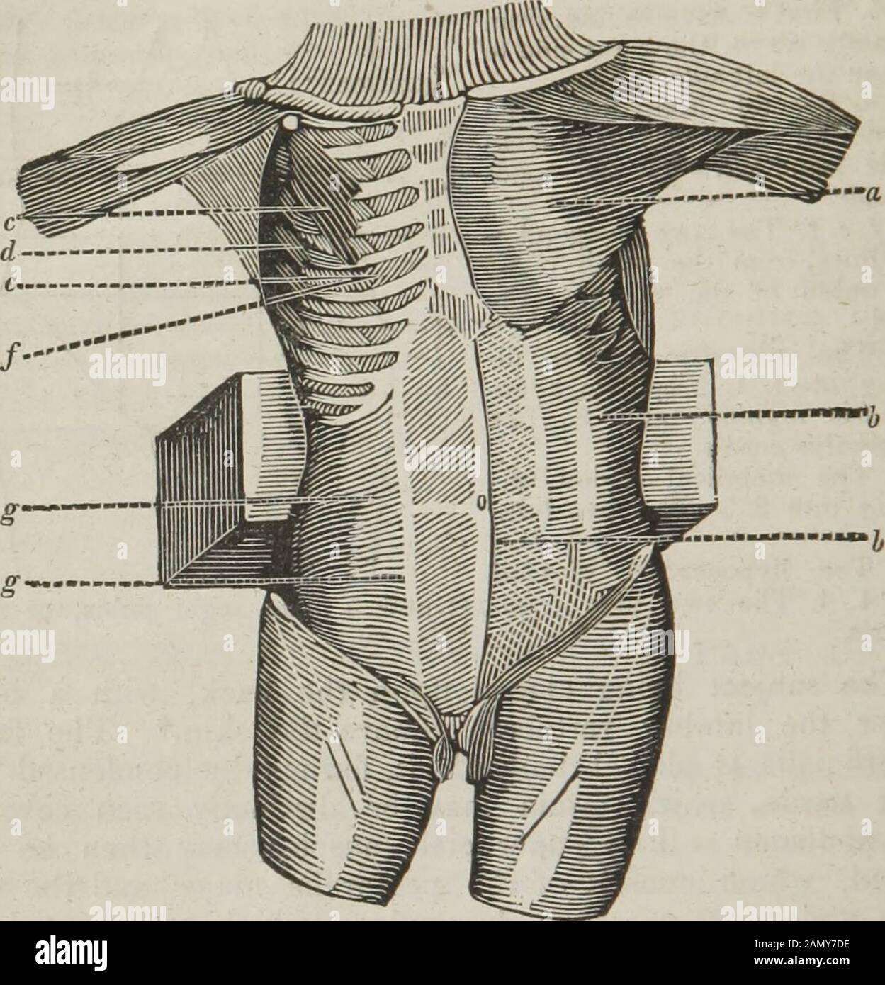 Le guide du dissecteur, ou, compagnon de l'étudiant : illustré par de ...