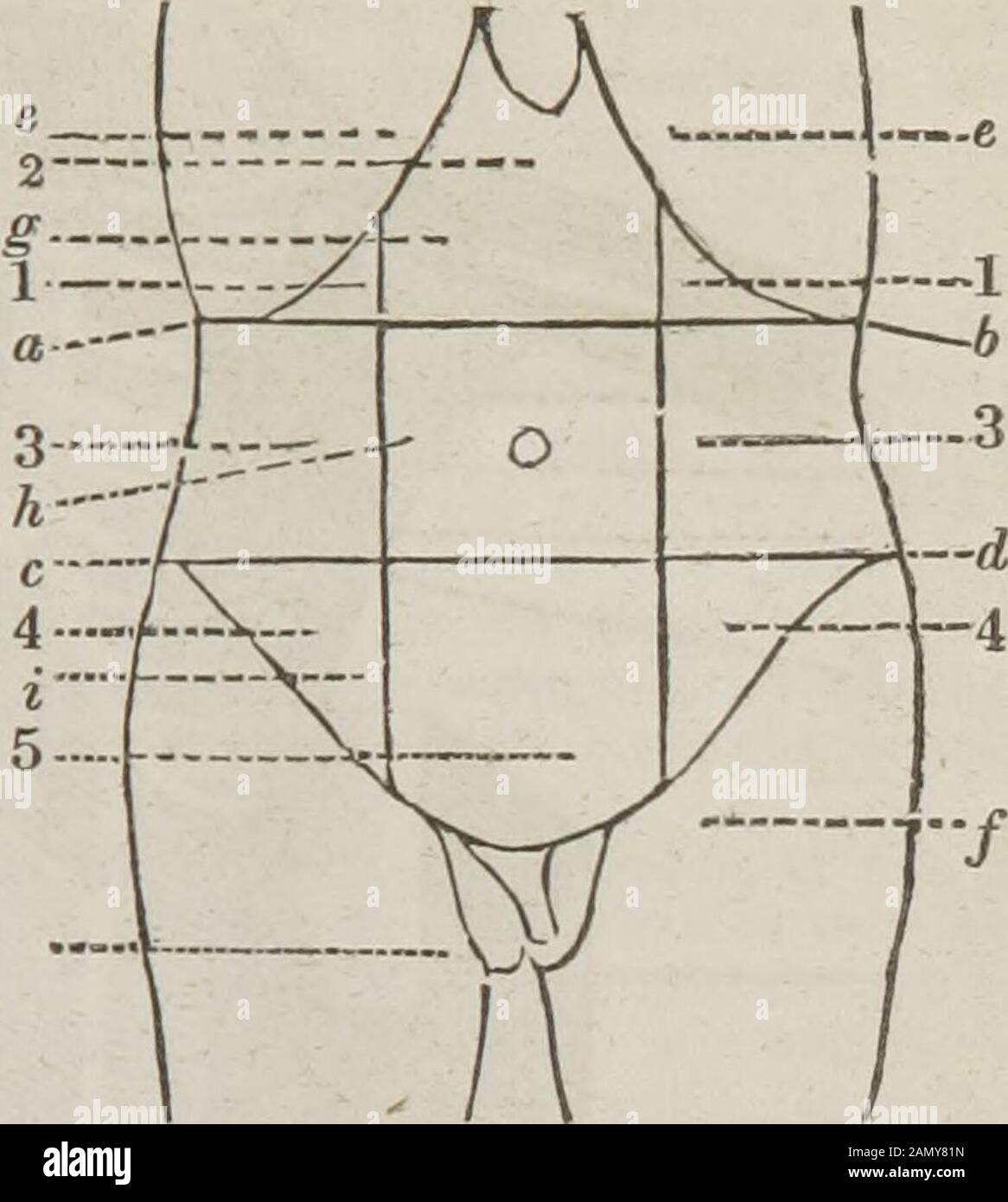 Le guide du dissecteur, ou, compagnon de l'étudiant : illustré par de ...