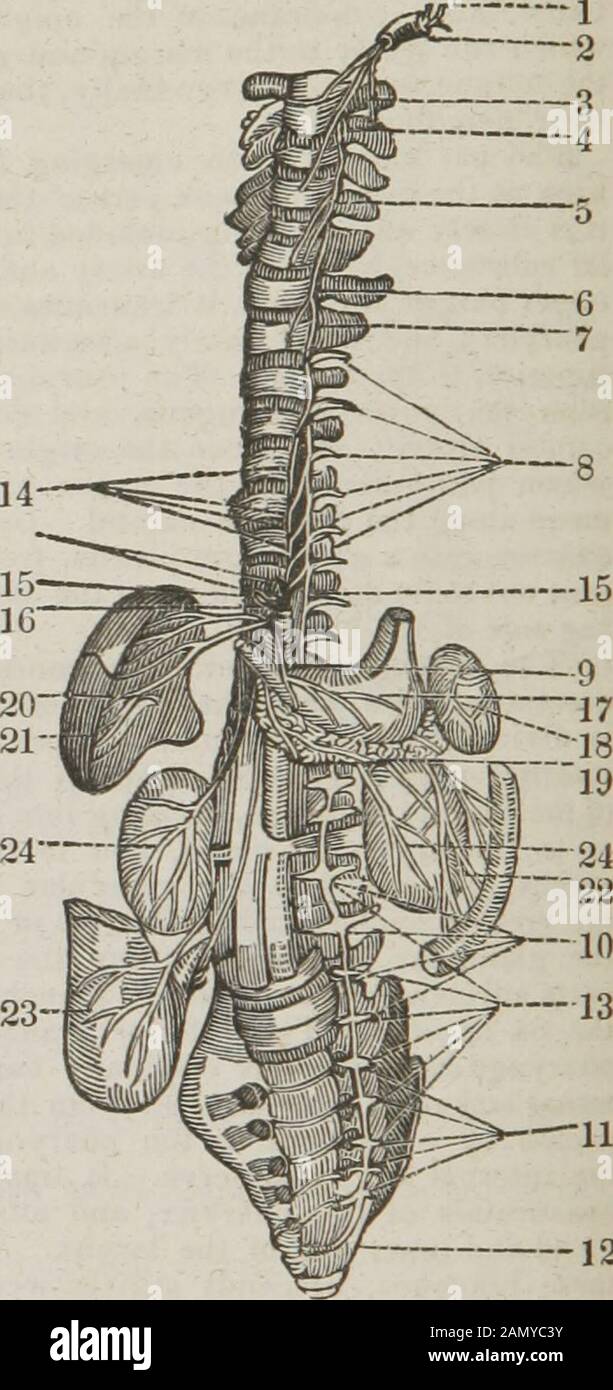 Le guide du dissecteur, ou compagnon de l'étudiant : illustré par de ...