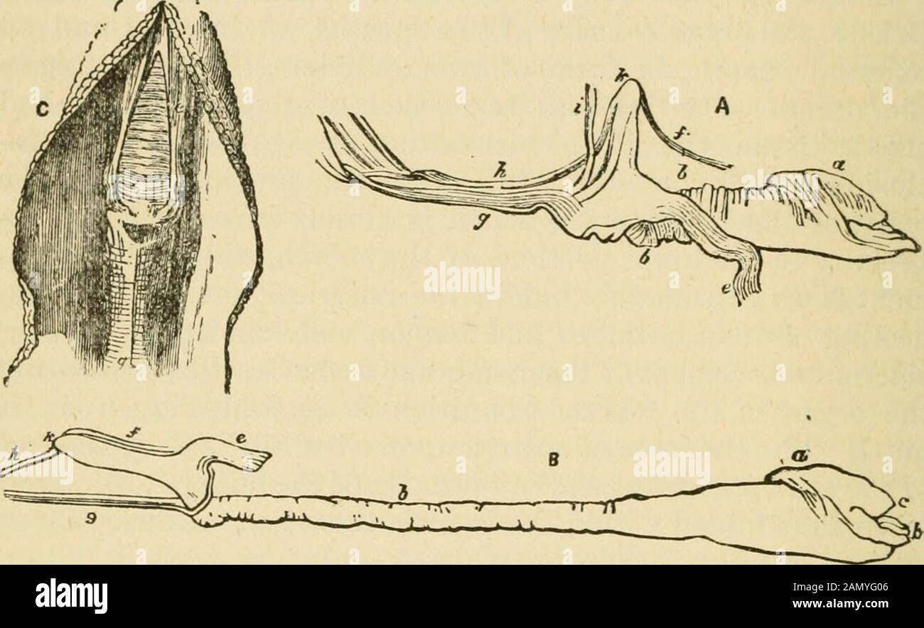 Transverse fissure Banque de photographies et d’images à haute ...