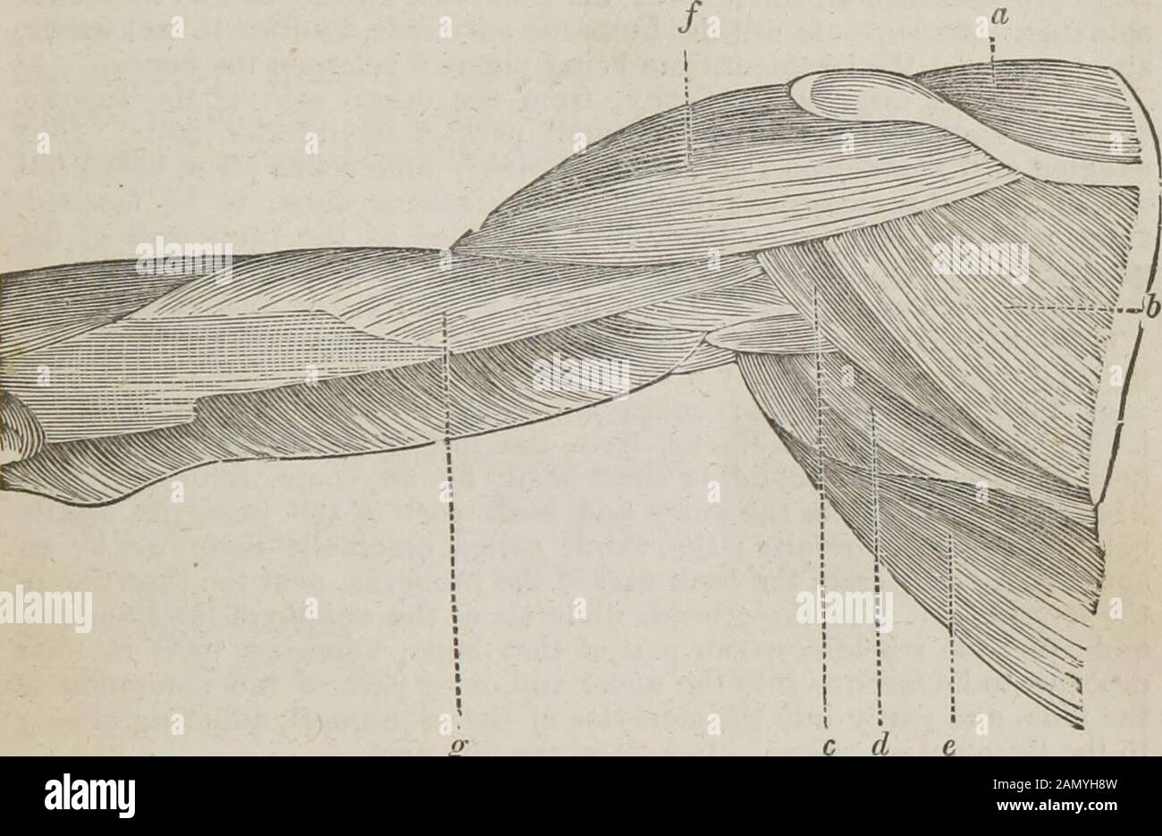 Le guide du dissecteur, ou, compagnon de l'étudiant : illustré par de ...