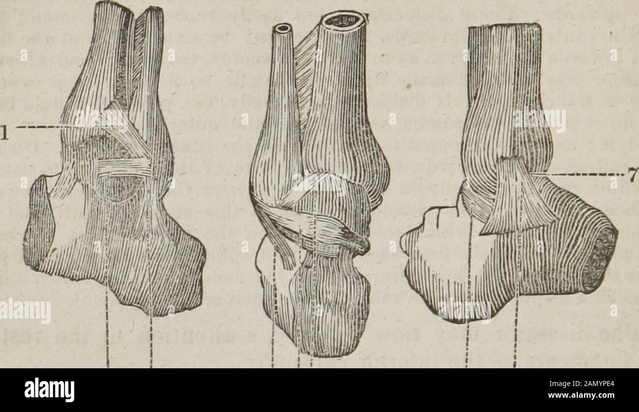Le guide du dissecteur, ou, compagnon de l'étudiant : illustré par de ...
