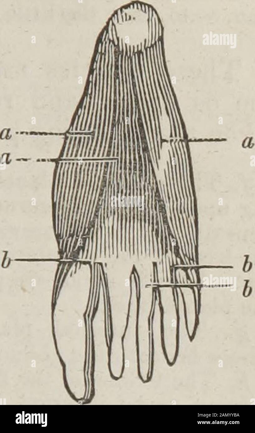 Le guide du dissecteur, ou, compagnon de l'étudiant : illustré par de ...