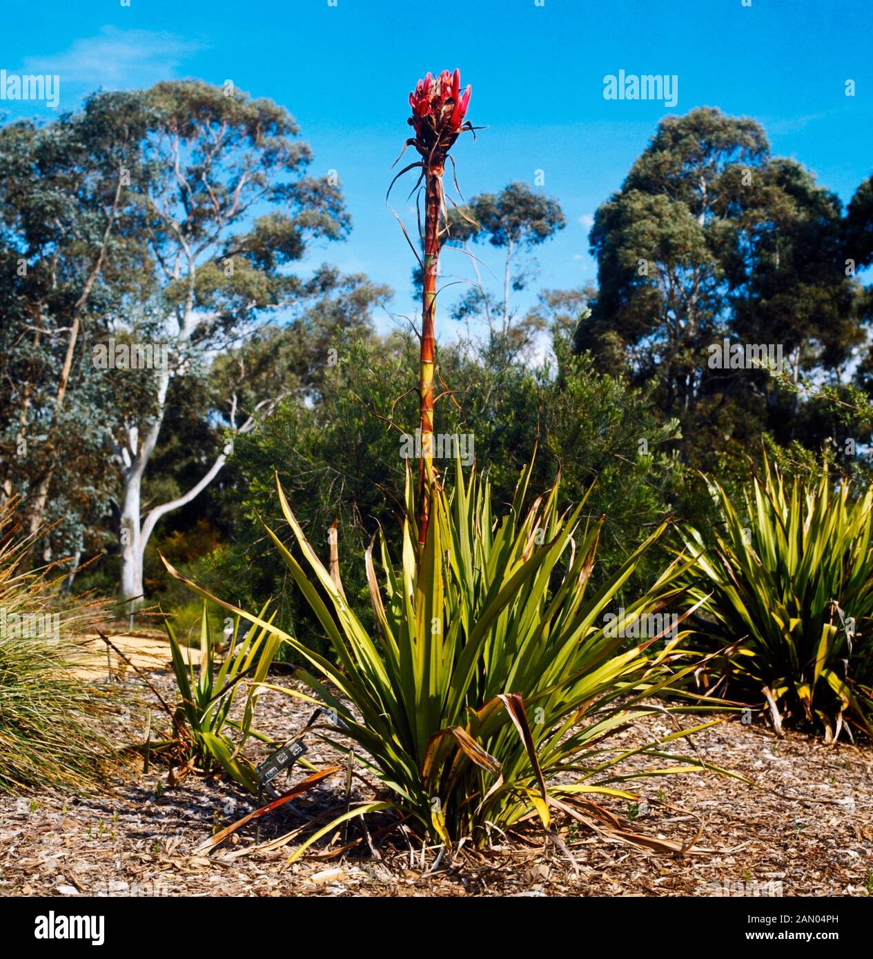 Gymea lily doryanthes excelsa Banque de photographies et d’images à ...