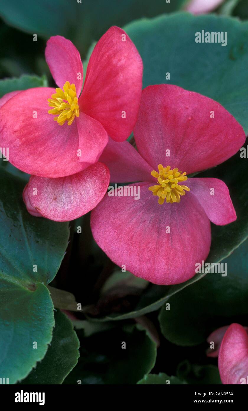 Wax begonia flowers Banque de photographies et d’images à haute ...