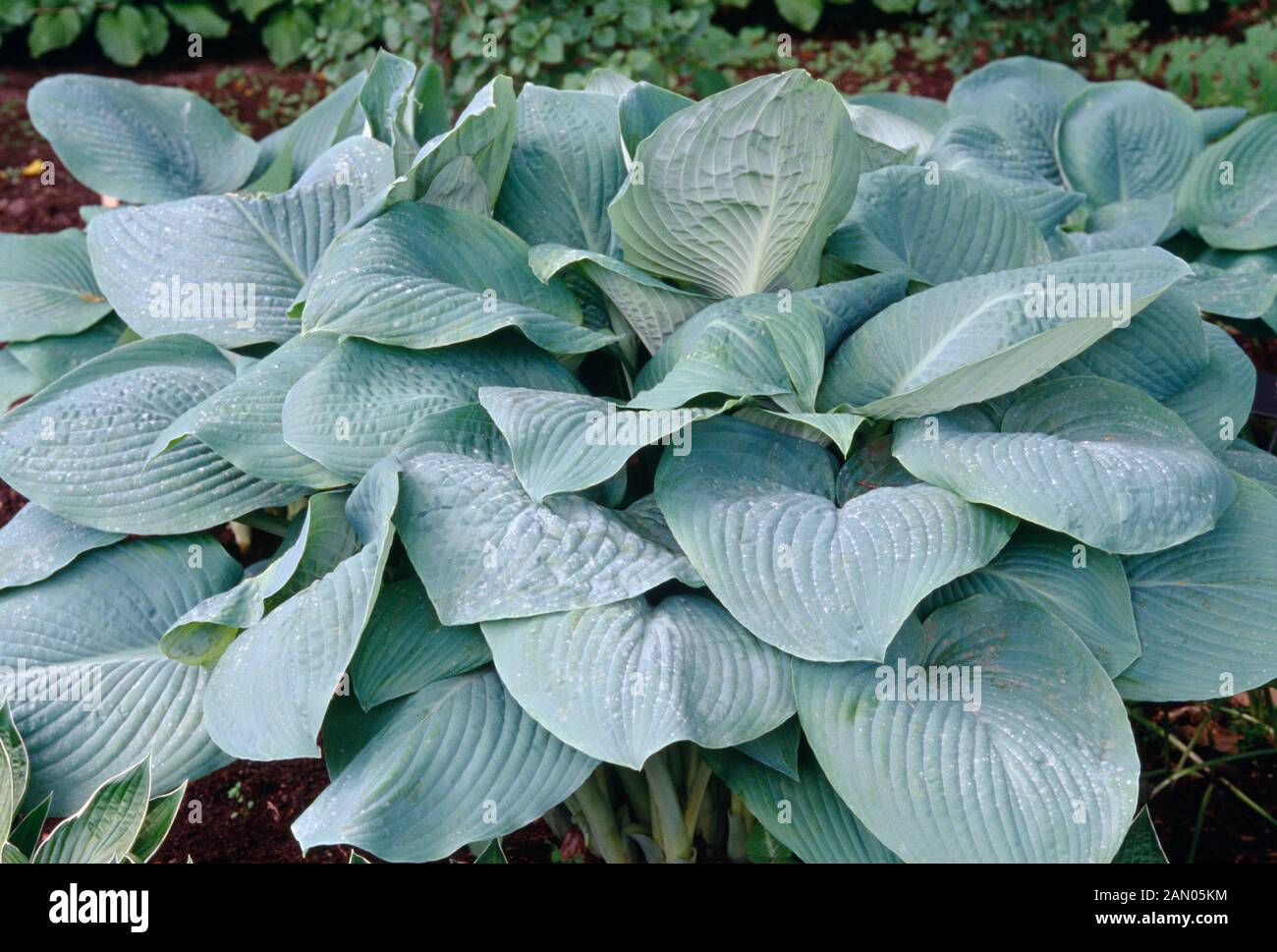 Hosta blue mammoth Banque de photographies et d’images à haute ...