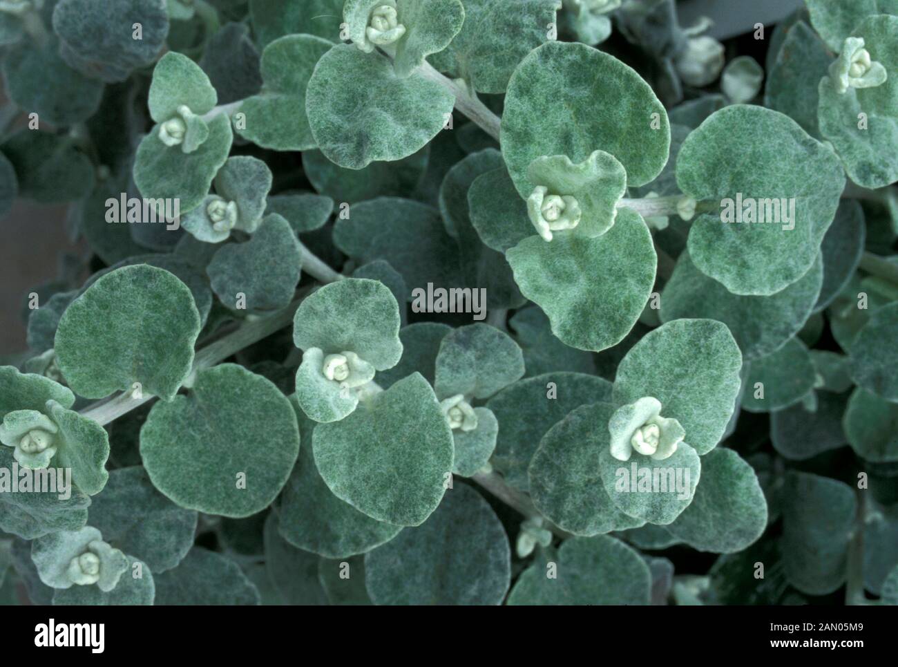 Helichrysum silver Banque de photographies et d’images à haute ...