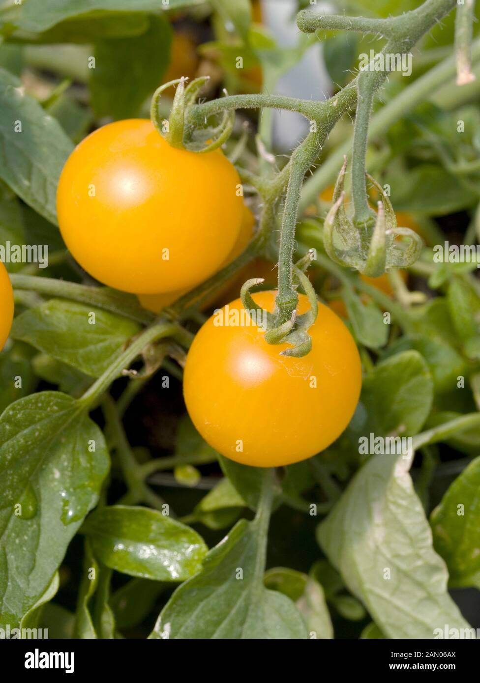 Tomate jaune tomate Banque de photographies et d’images à haute ...