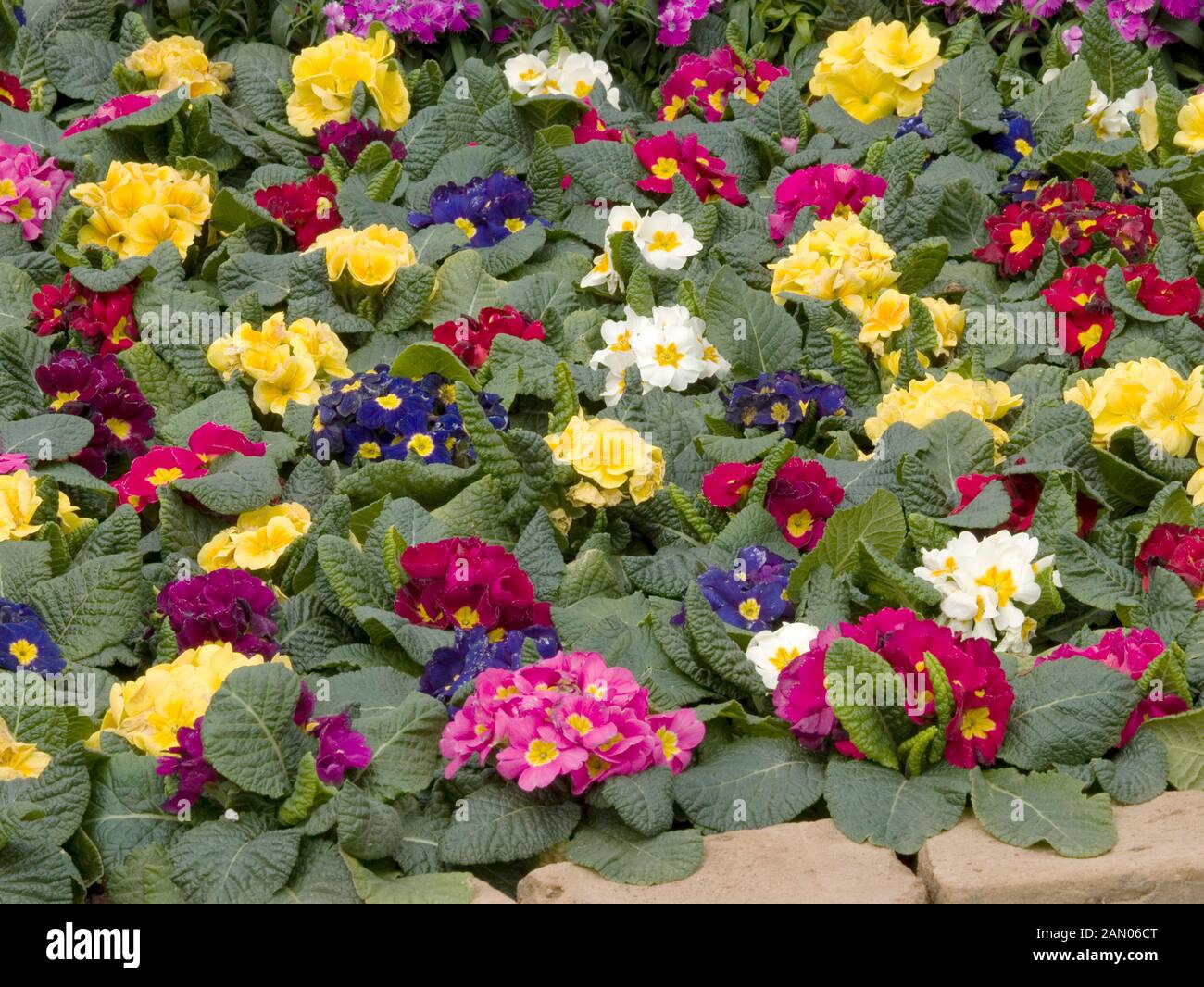 Primula acaulis Banque de photographies et d’images à haute résolution ...