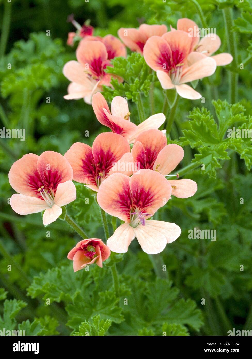 Pelargonium orange geranium Banque de photographies et d’images à haute ...