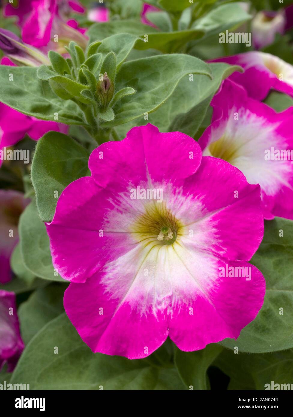 Merlin rose Banque de photographies et d’images à haute résolution - Alamy