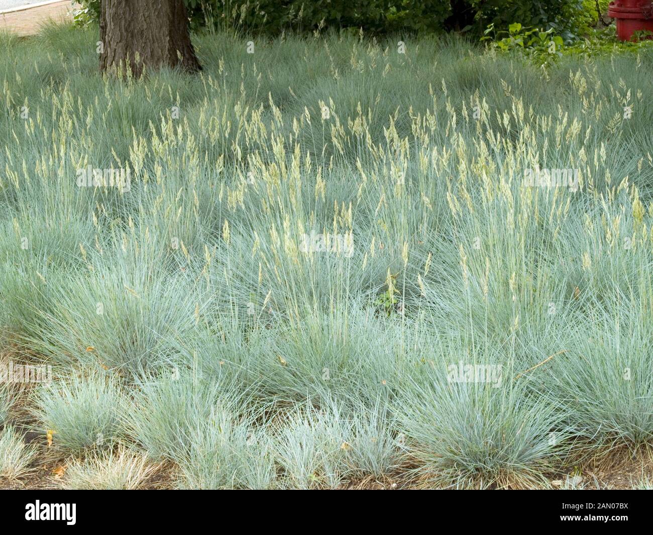 Elijah blue grass Banque de photographies et d’images à haute ...