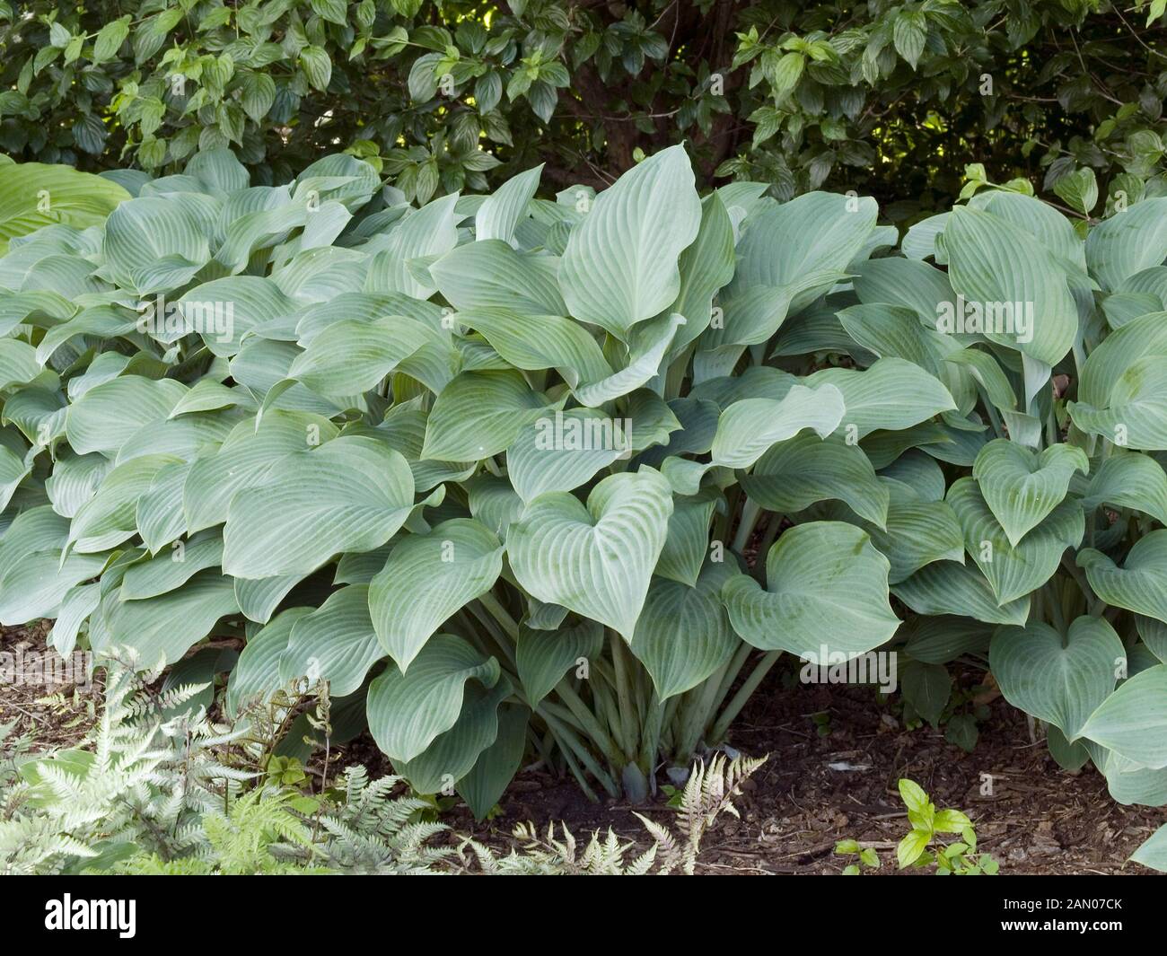 Hosta krossa regal Banque de photographies et d’images à haute ...