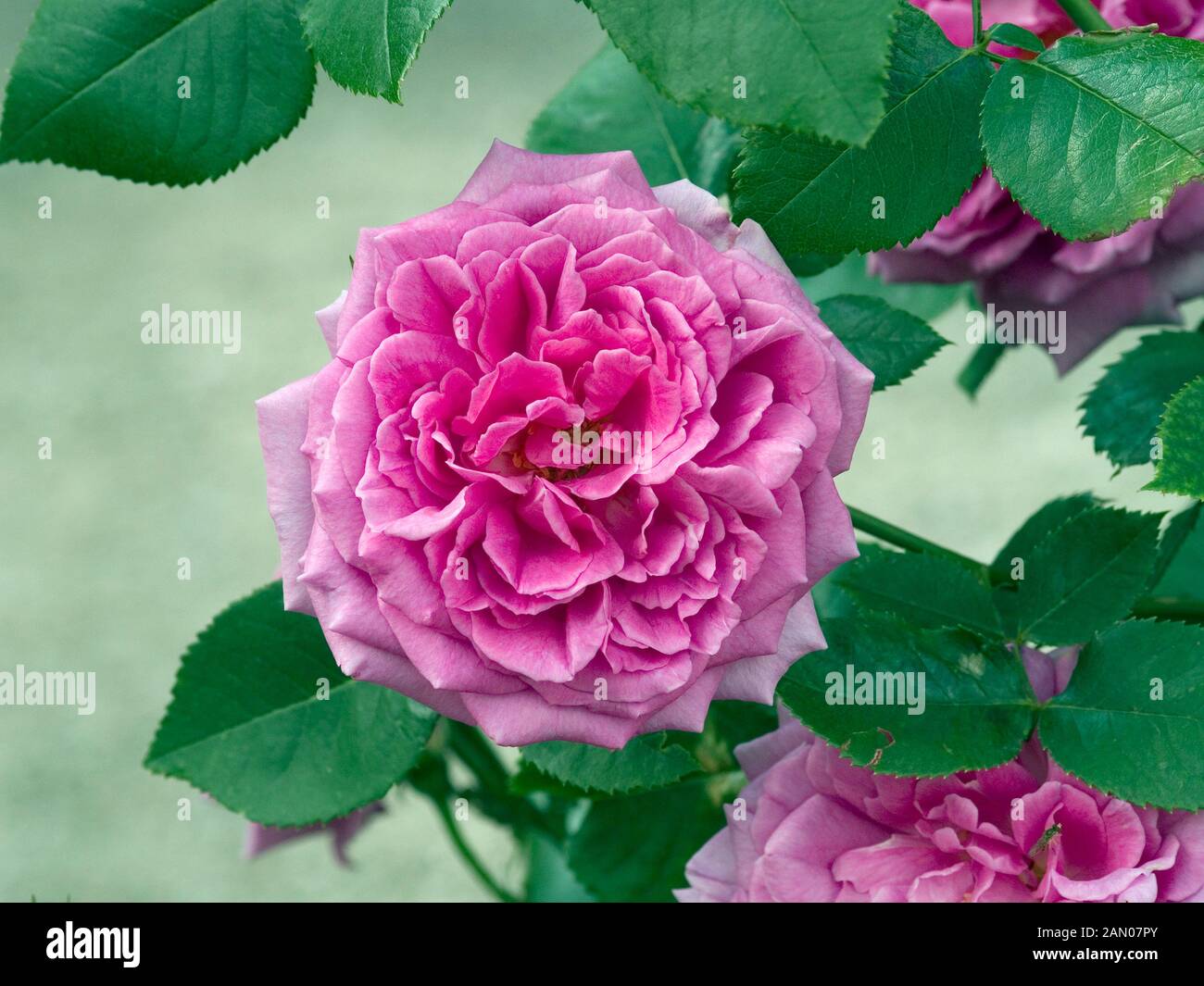 Robert duncan Banque de photographies et d’images à haute résolution ...