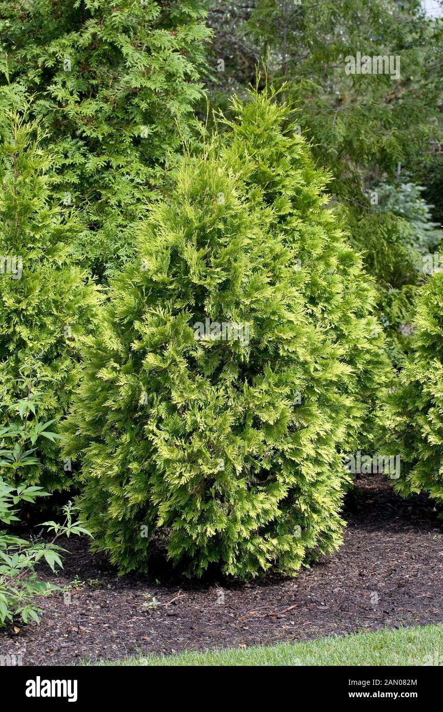 Thuja occidentalis sunkist Banque de photographies et d’images à haute ...