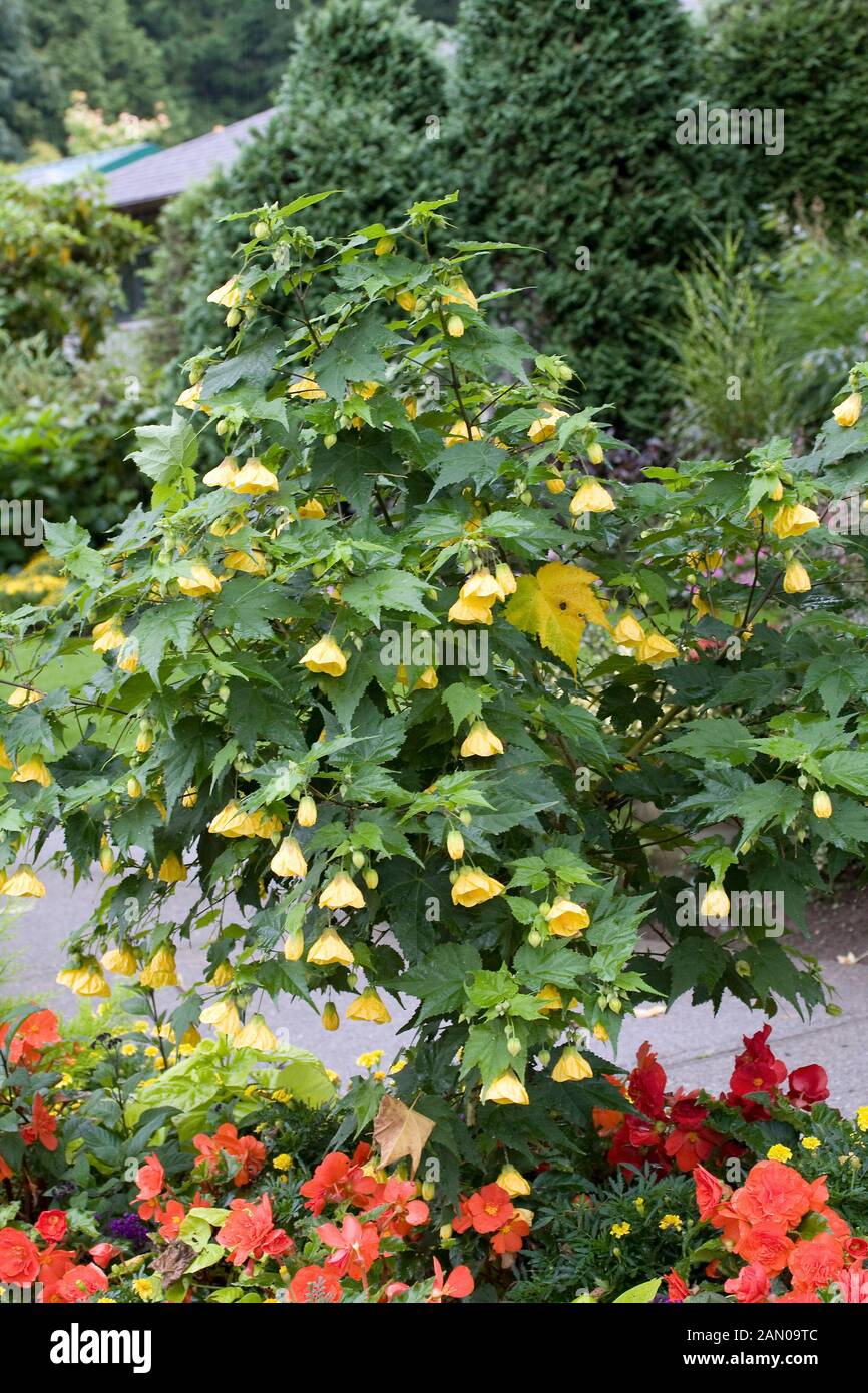 Abutilon hybride Banque de photographies et d’images à haute résolution ...