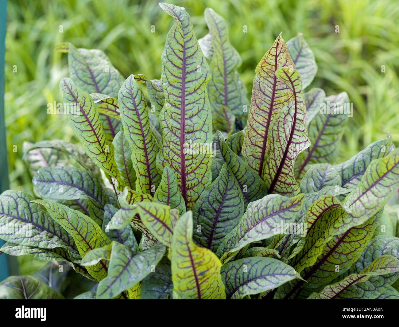 Rumex sanguineus Banque de photographies et d’images à haute résolution ...