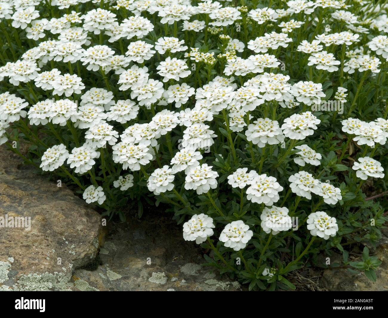 Iberis sempervirens Banque de photographies et d’images à haute ...