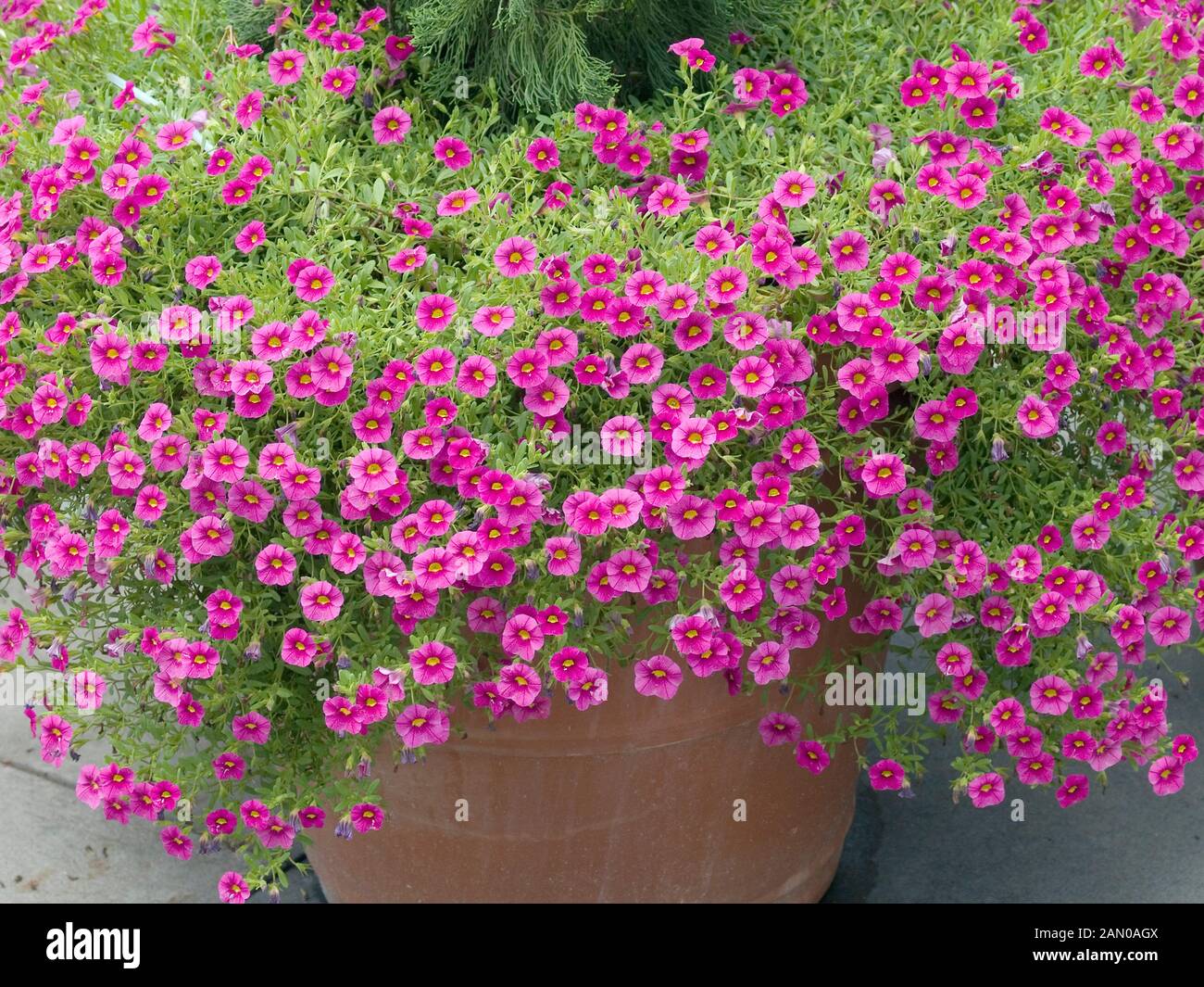 Petunia calibrachoa million bells Banque de photographies et d’images à ...