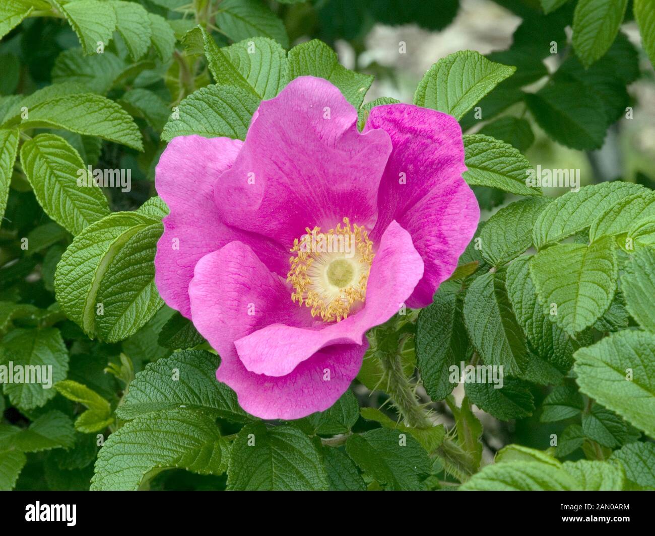 Rosa rubra Banque de photographies et d’images à haute résolution - Alamy