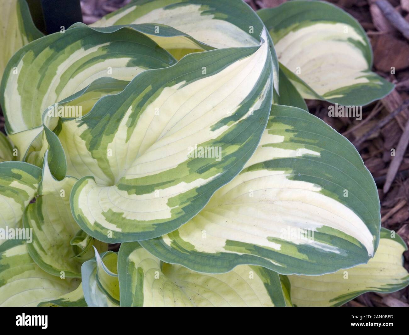 Hosta ghost spirit Banque de photographies et d’images à haute ...
