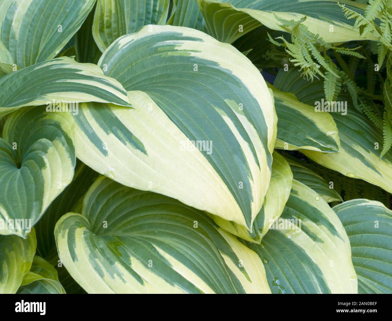 Hosta fortunei aureomarginata Banque de photographies et d’images à ...